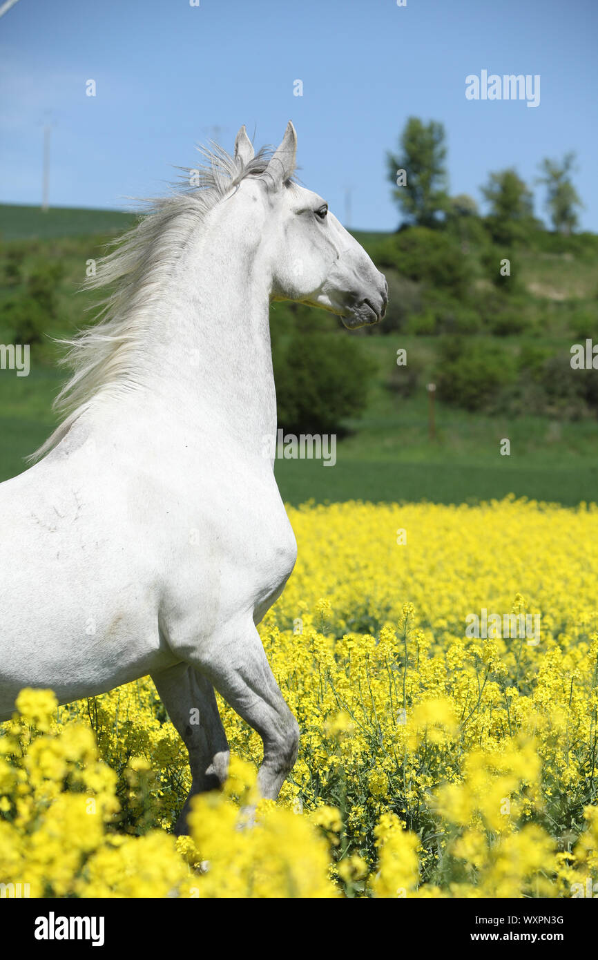 Lipizzaner mare hi-res stock photography and images - Alamy