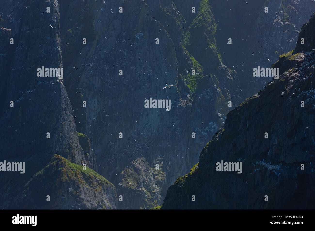 Isla Boreray. Archipielago St. Kilda. Outer Hebrides. Scotland, UK ...