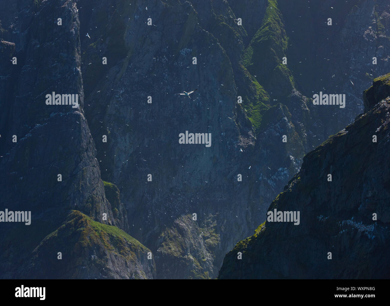 Isla Boreray. Archipielago St. Kilda. Outer Hebrides. Scotland, UK ...