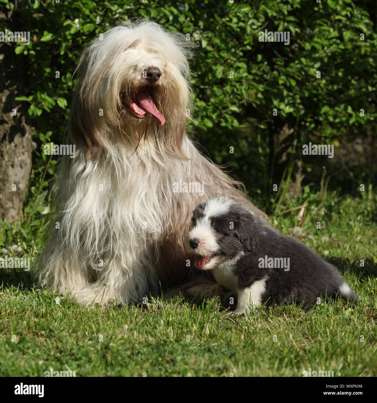 What Does A 4 Month Old Bearded Collie Puppy Like To Eat