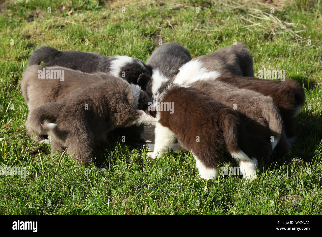 Amazing puppies of Bearded Collie eating together Stock Photo - Alamy