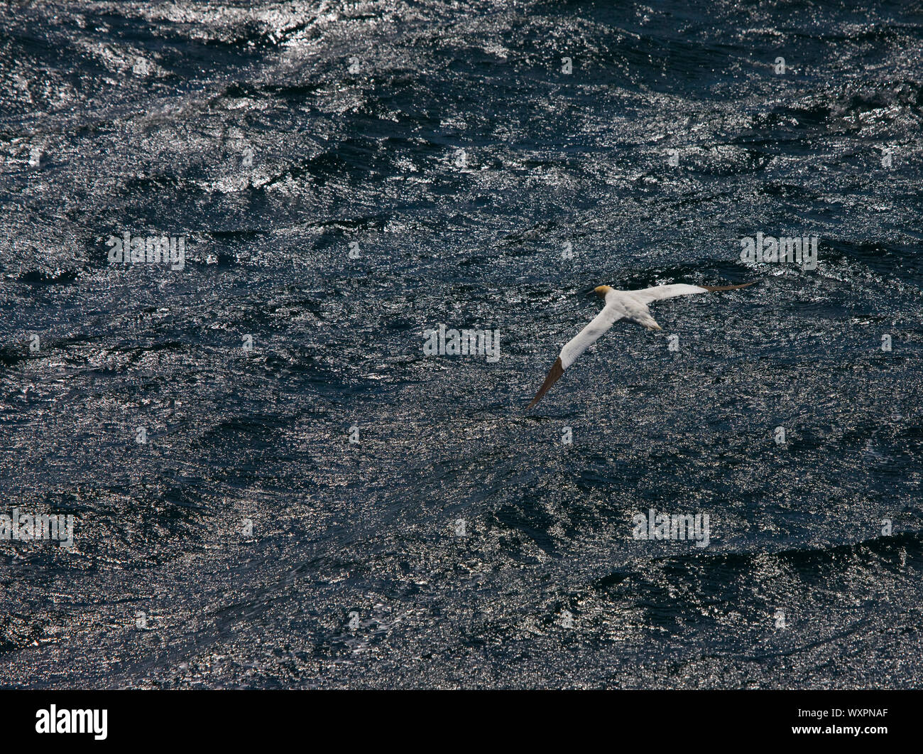 Boreray Isle High Resolution Stock Photography and Images - Alamy
