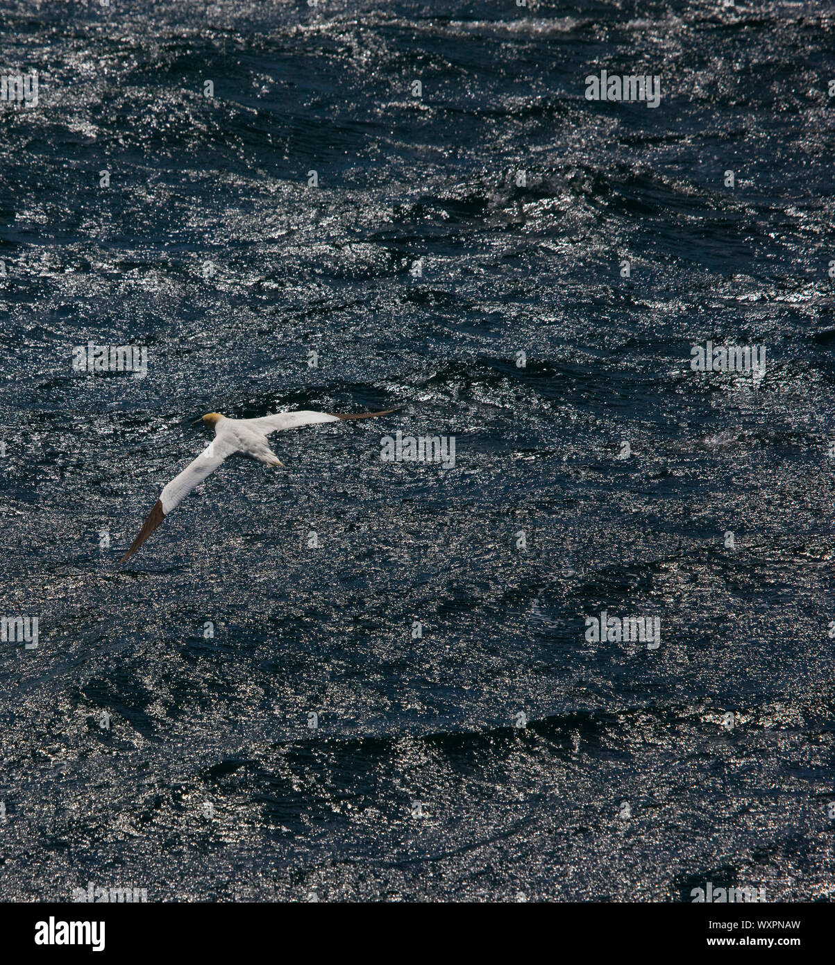 Isla Boreray. Archipielago St. Kilda. Outer Hebrides. Scotland, UK ...