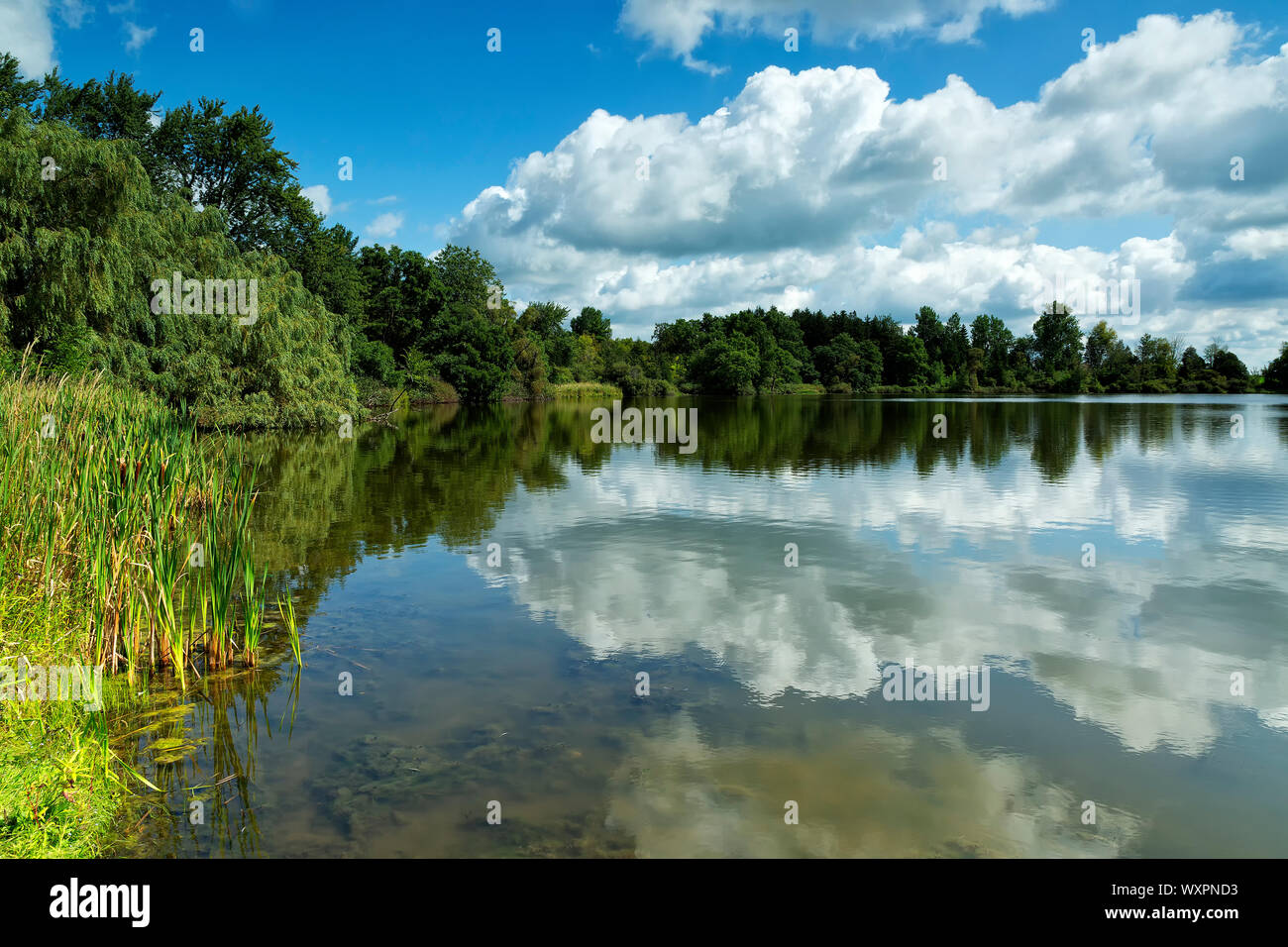 Pond wet lands Stock Photo - Alamy