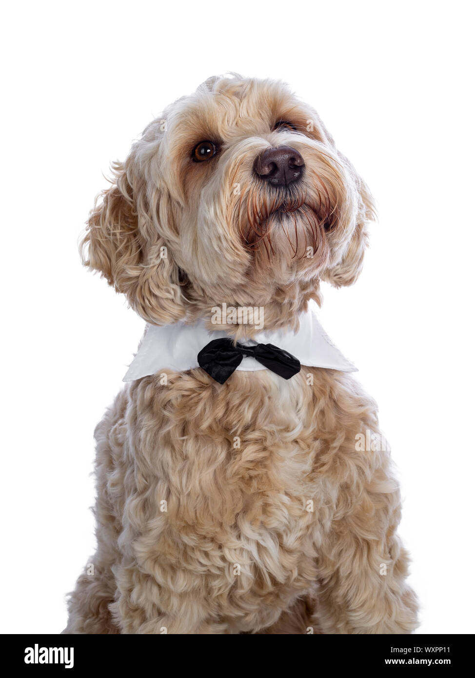 Labradoodle dog bow tie studio hi-res stock photography and images - Alamy