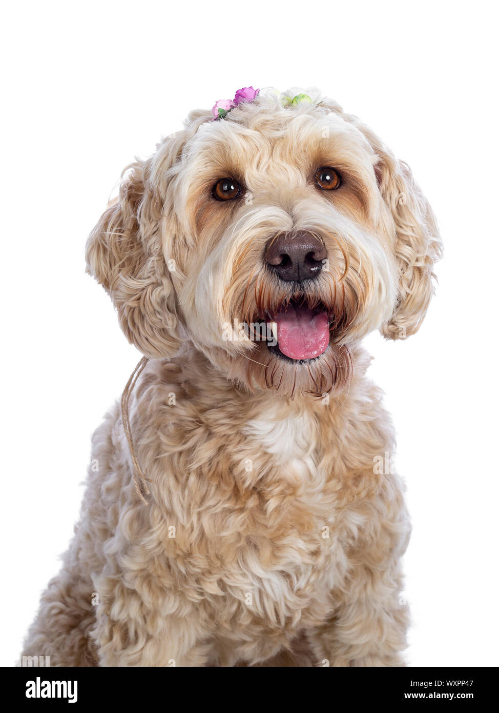 Head shot of sweet young adult female silky Labradoodle wearing string ...