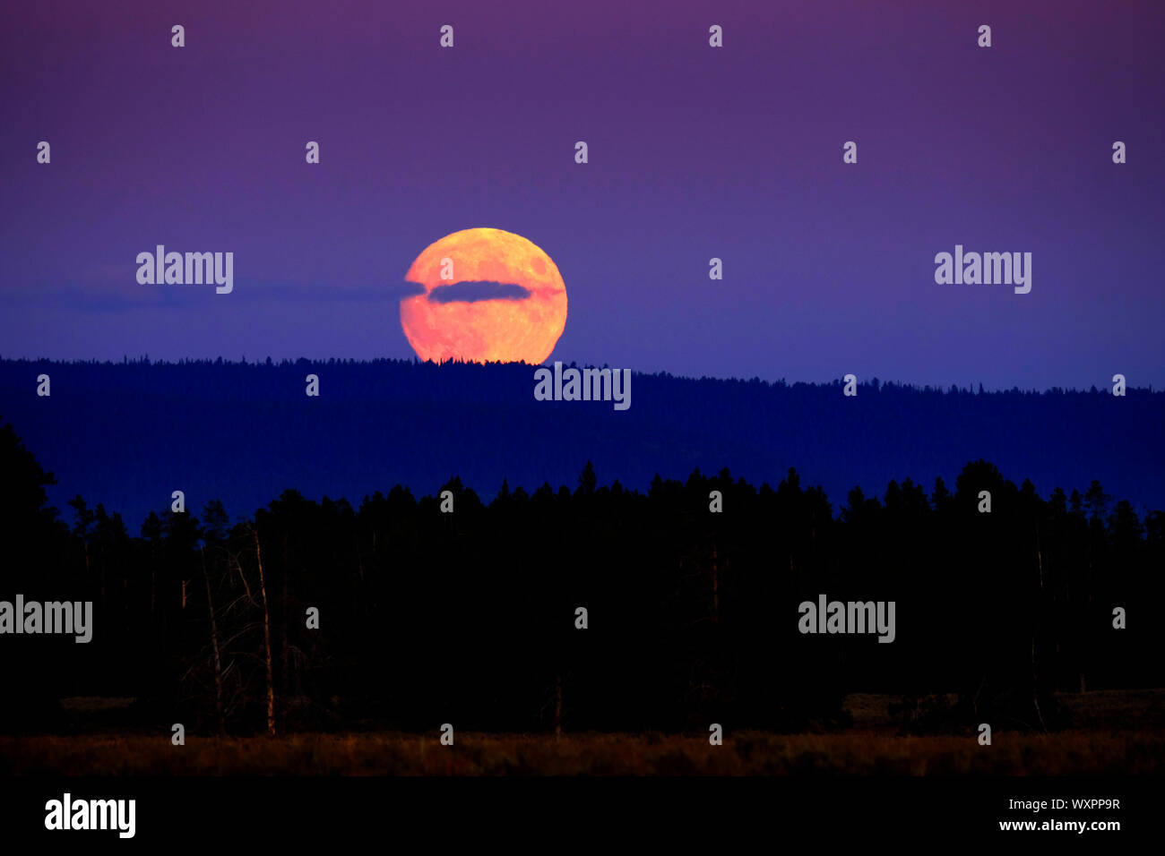 Harvest Moonrise Moon rise over forest into sky mountains wilderness ...