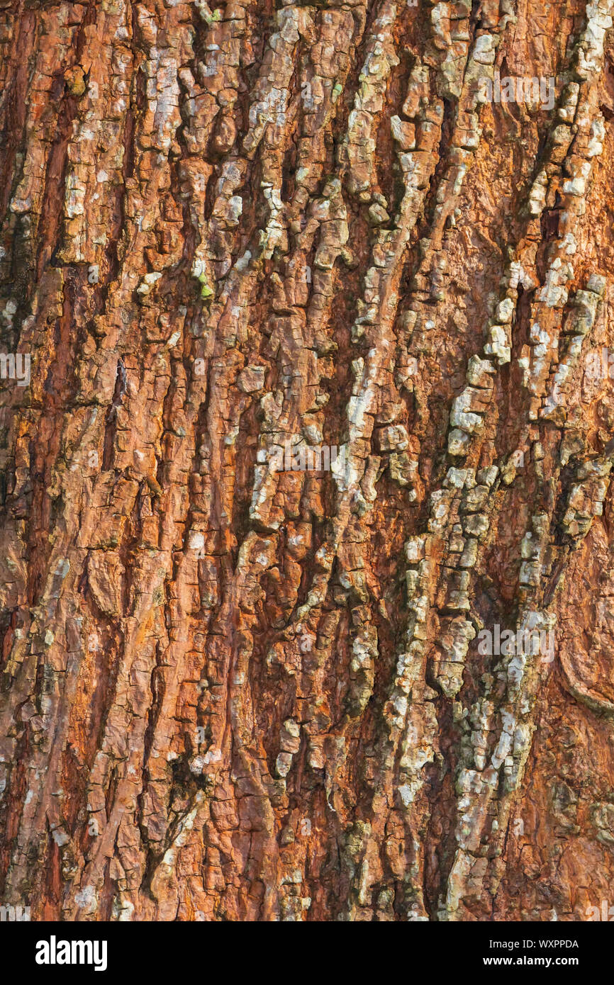 tree bark nature texture pattern wood background Stock Photo - Alamy