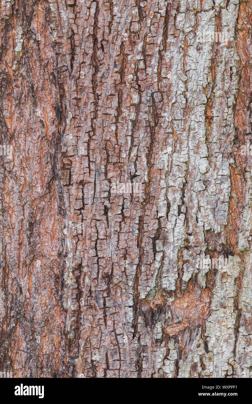 tree bark nature texture pattern wood background Stock Photo - Alamy