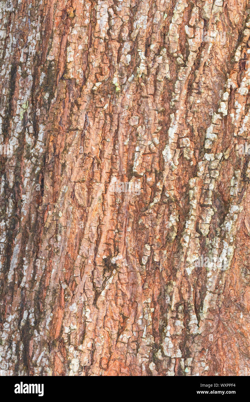 tree bark nature texture pattern wood background Stock Photo - Alamy