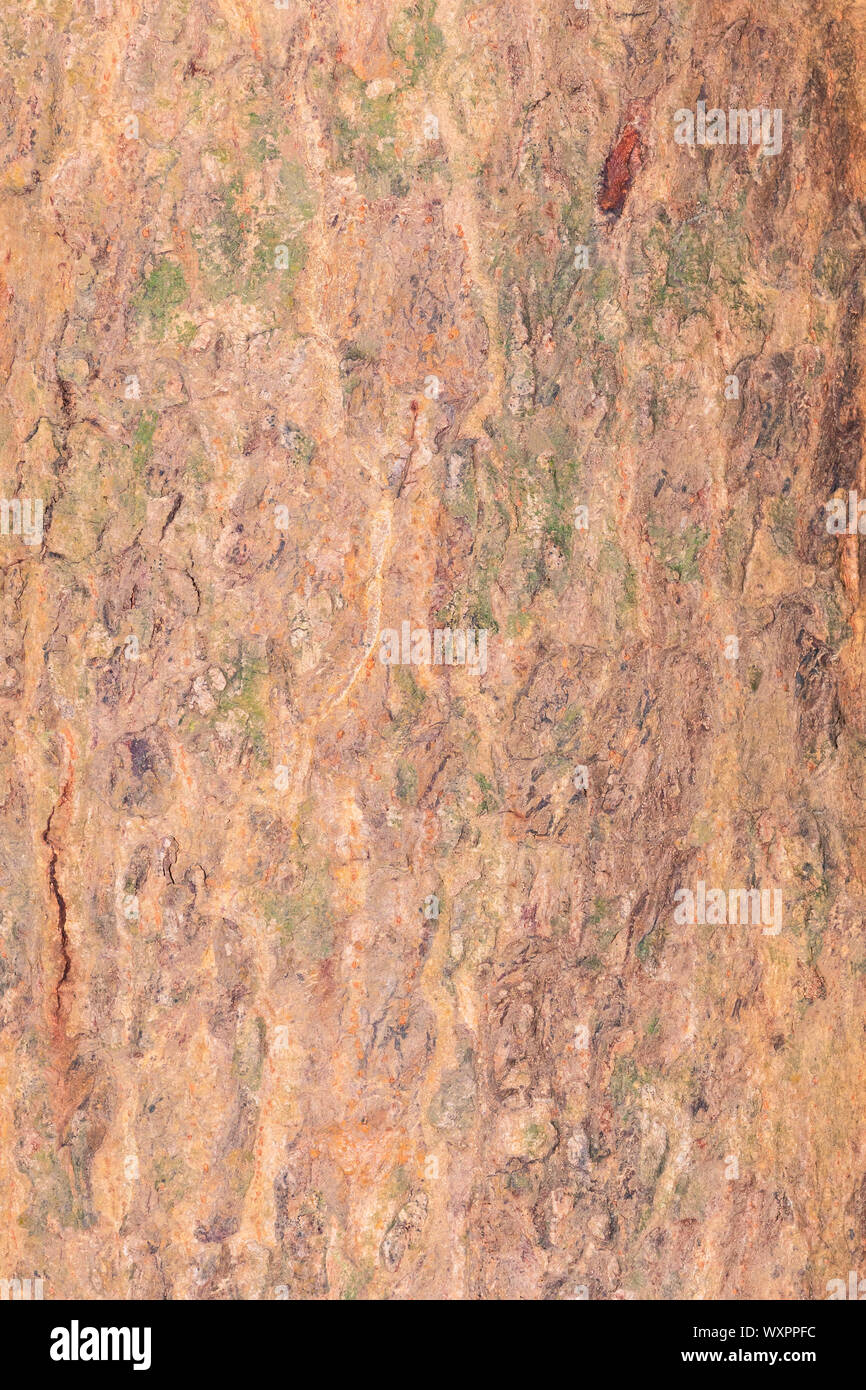 tree bark nature texture pattern wood background Stock Photo - Alamy