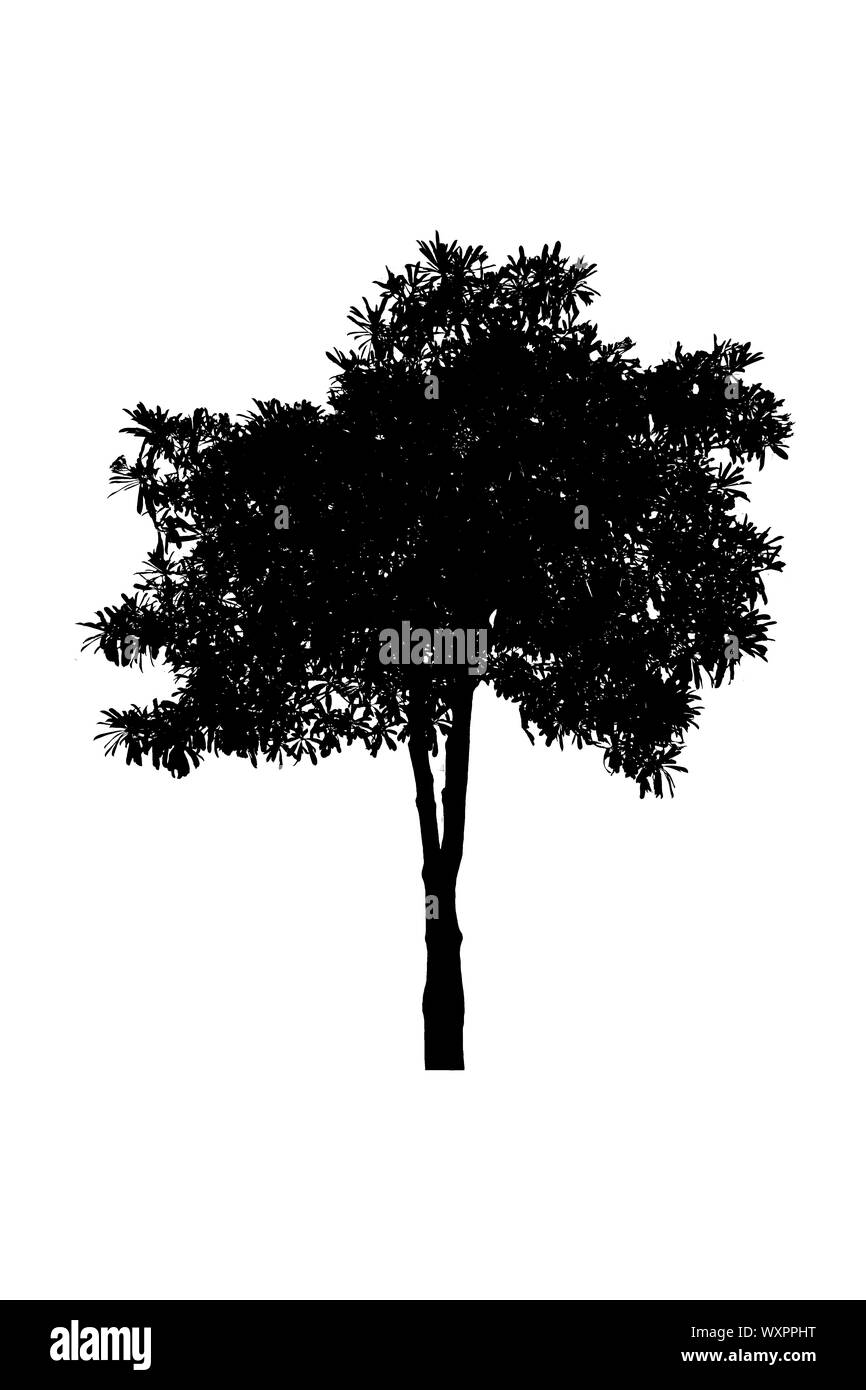 tree silhouettes beautiful on white background Stock Photo - Alamy