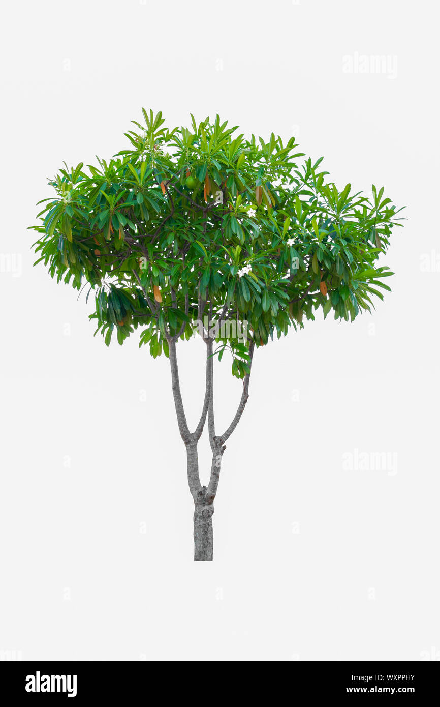 tree Ornamental garden beautiful on white background ( Scientific name ...