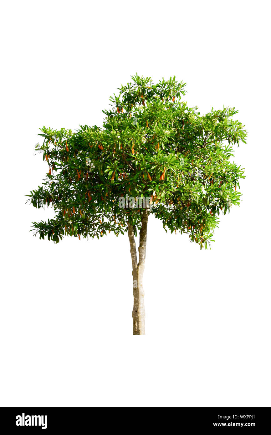 tree Ornamental garden beautiful on white background ( Scientific name ...