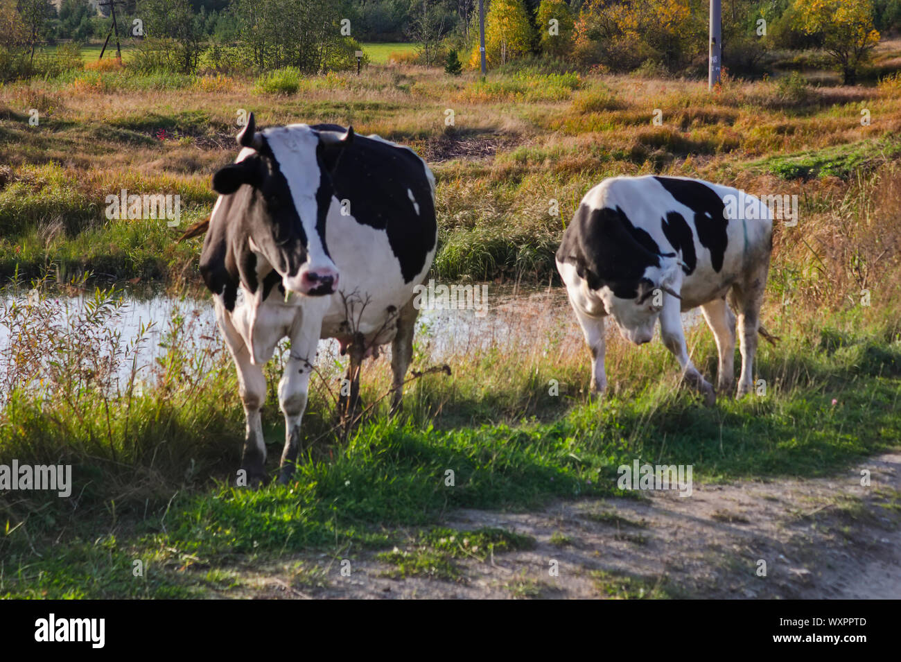 Cow goes on the road, returned home from pasture Stock Photo - Alamy