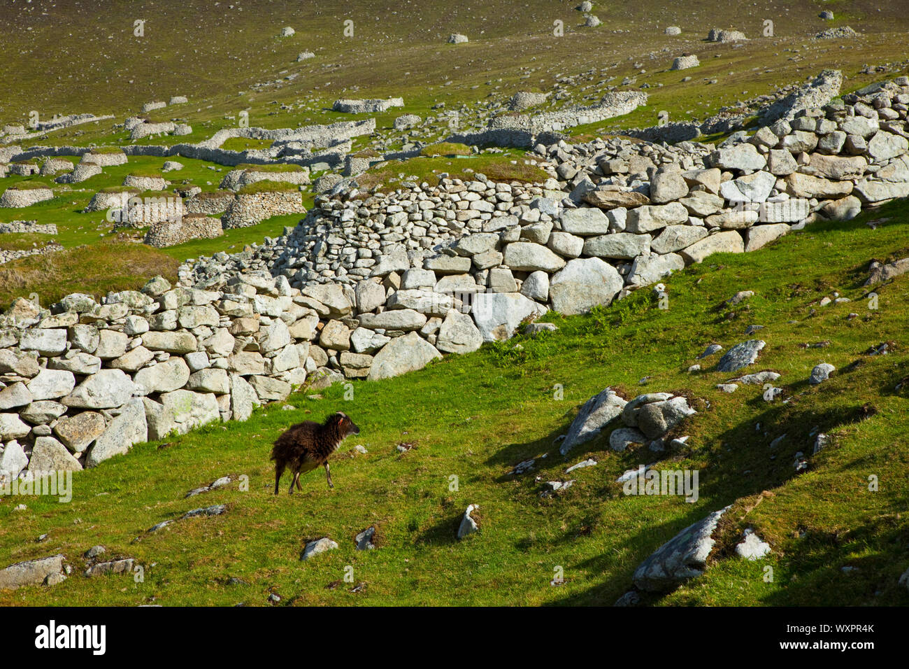 Cabra Soay. Isla St. Kilda. Outer Hebrides. Scotland, UK Stock Photo ...