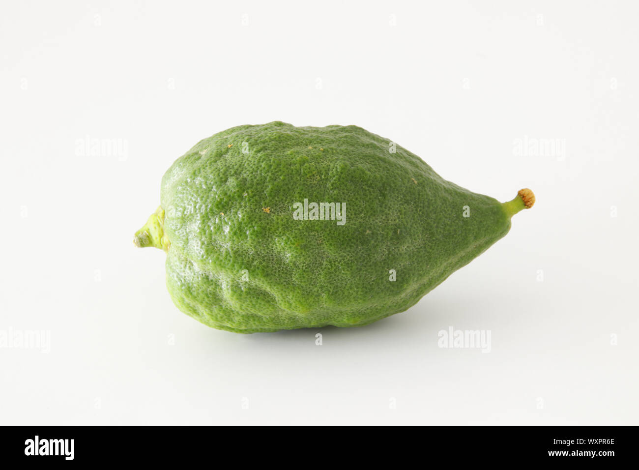 religion image of Jewish festival of Sukkot. Traditional symbol one of ...