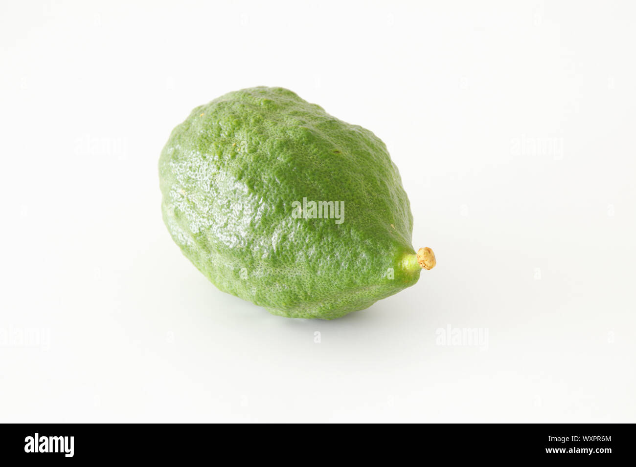 religion image of Jewish festival of Sukkot. Traditional symbol one of ...