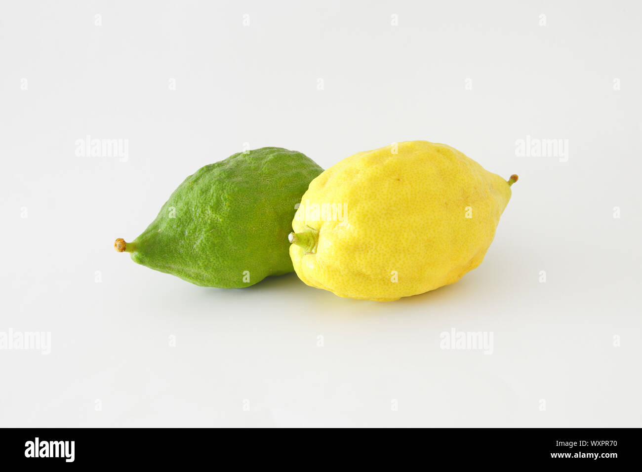 religion image of Jewish festival of Sukkot. Traditional symbol one of ...