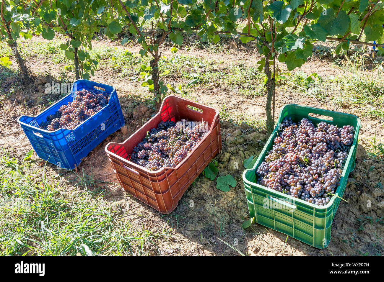 Colored plastic boxes filled with bunches of black grapes, ready to be ...