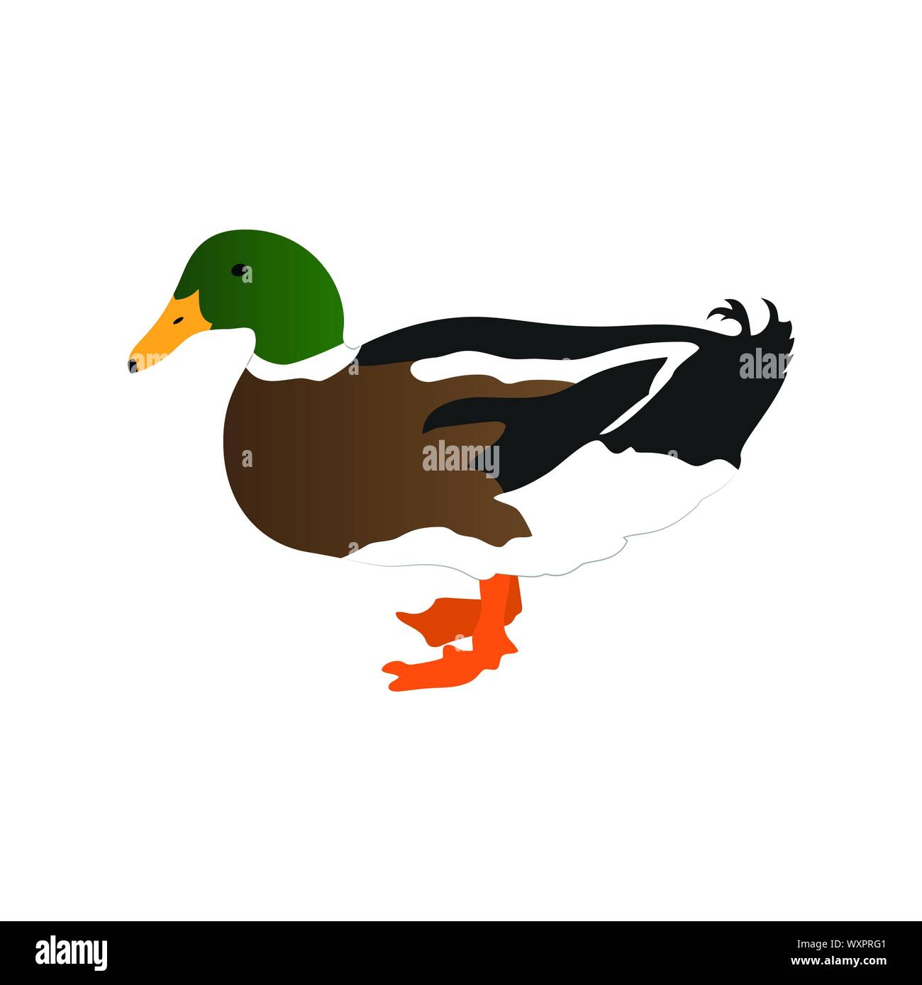 Male duck isolated on white background. Stock vector Stock Vector Image ...