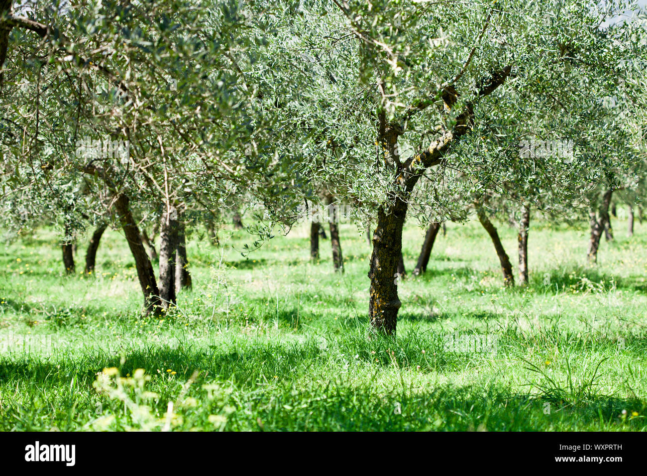 Olive trees plantation. Season and harvest nature image. Italy Stock ...