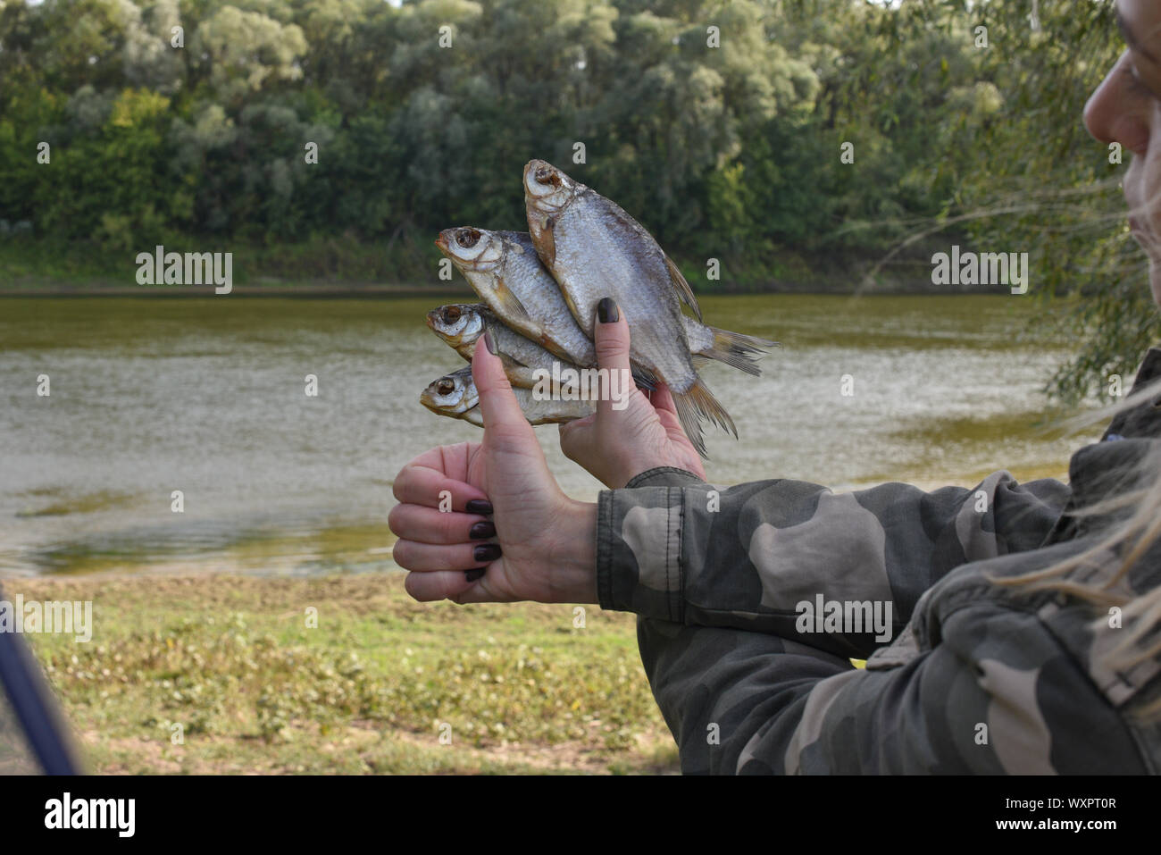 Dried salted fish in the hands of a woman. Dried, dried fish, taranka ...