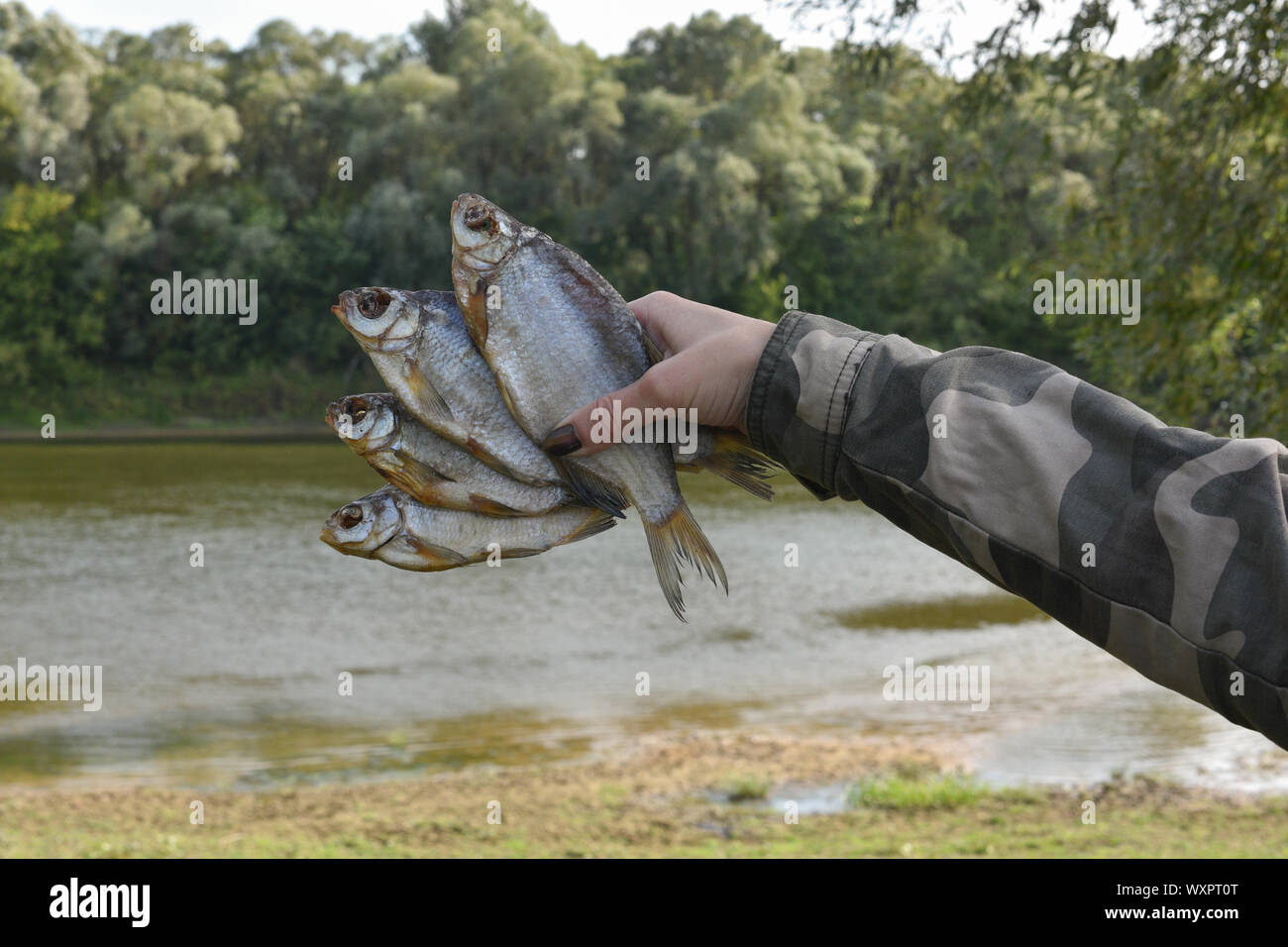 Dried salted fish in the hands of a woman. Dried, dried fish, taranka ...