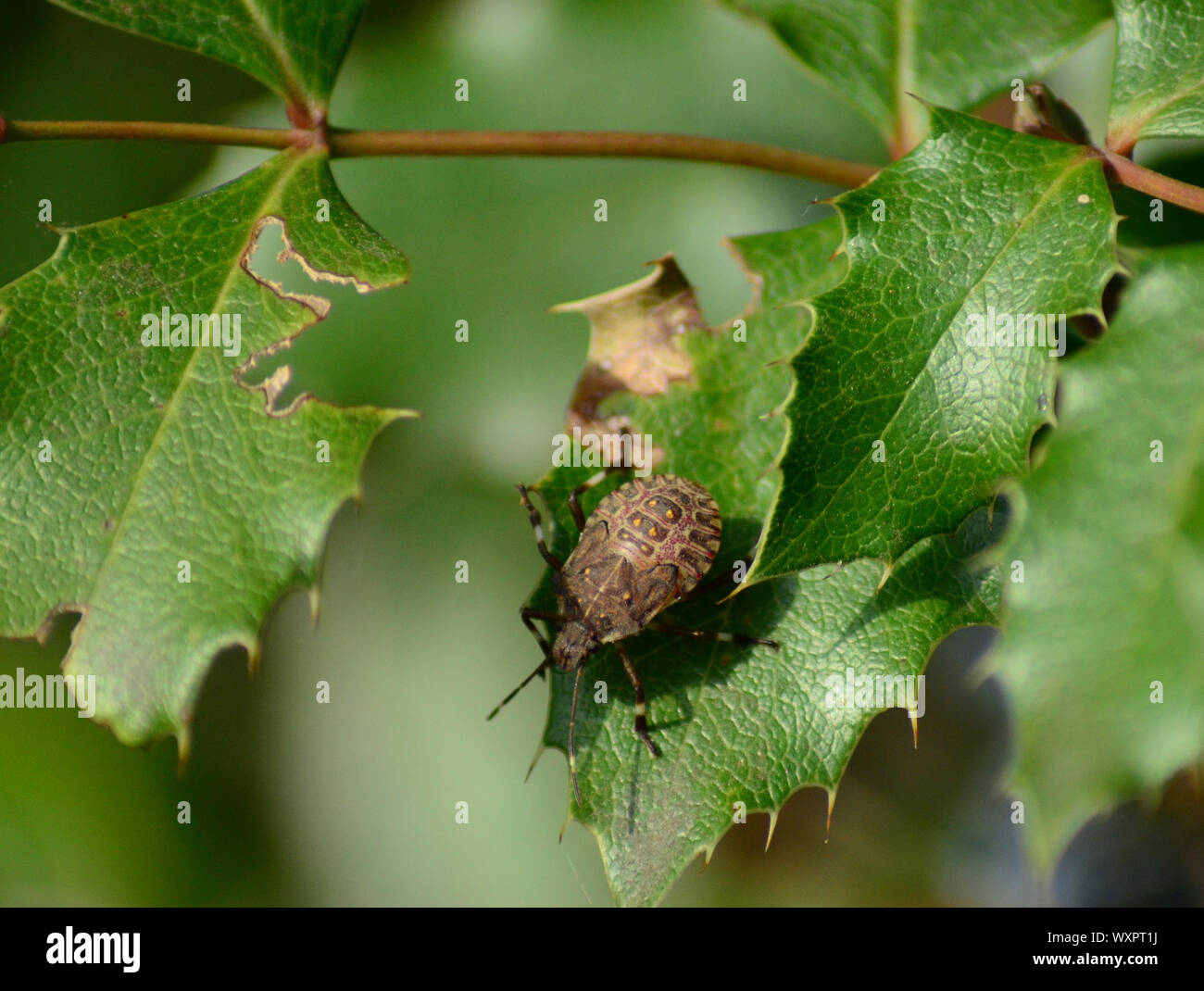 Brown Marmorated Stink Bug on Mahonia plant leaves Stock Photo - Alamy