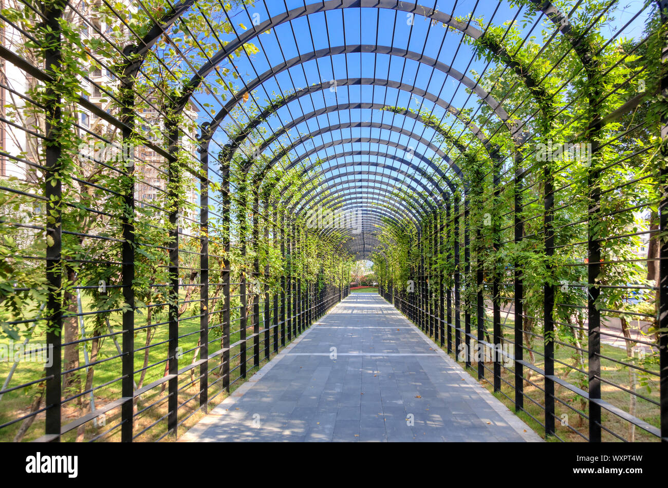 Walkway through tunnel filled with shrub and trees in a small street ...