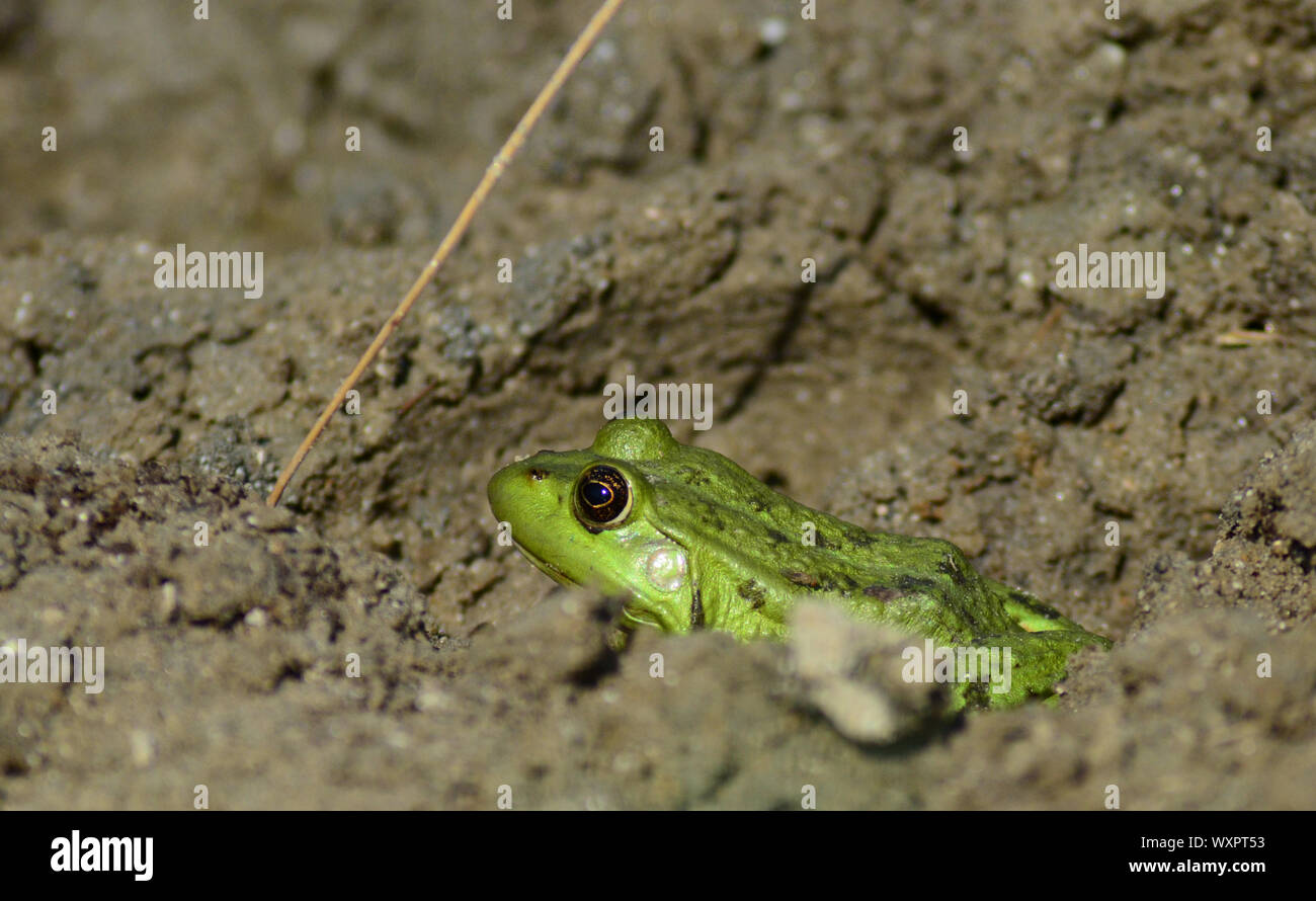 Amphibian romania hi-res stock photography and images - Alamy