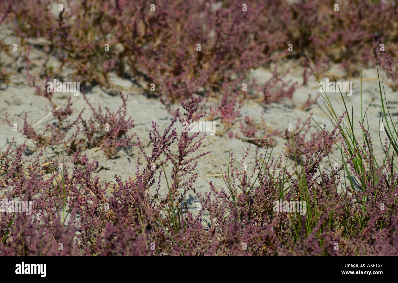 Purple heather landscape with sand, Black Sea beach, Romania Stock ...