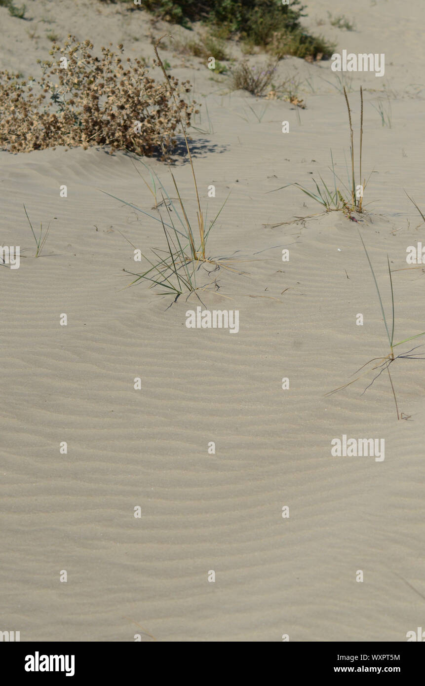 Wind ripples hi-res stock photography and images - Alamy