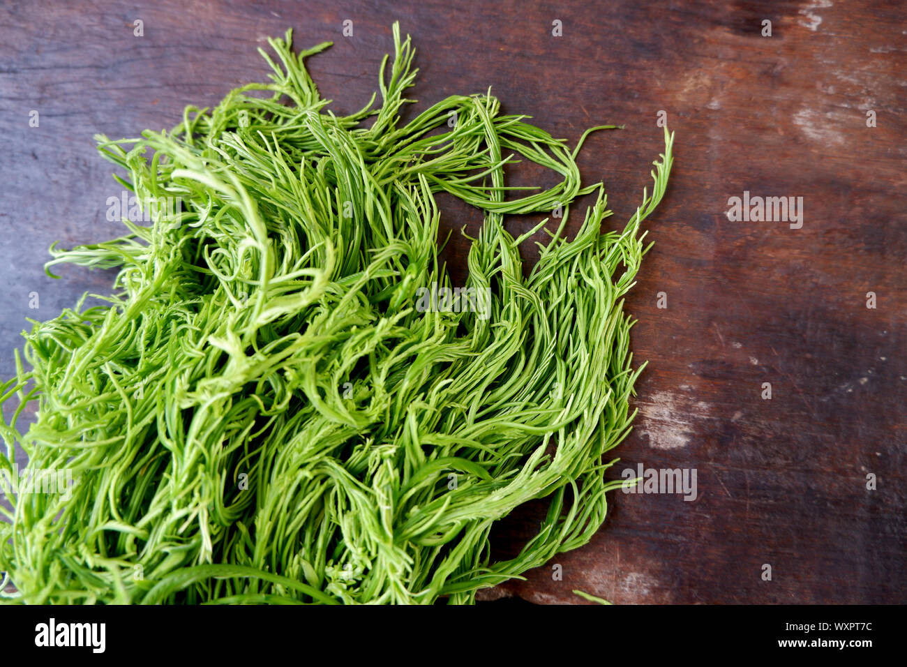 Chaom (Cha-om), a tropical member of the acacia family (Acacia pennata ...