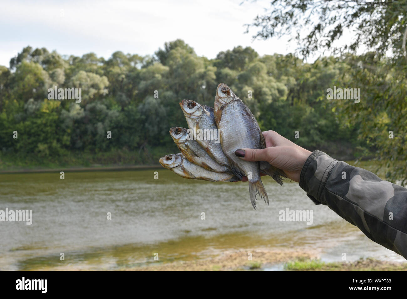 Dried salted fish in the hands of a woman. Dried, dried fish, taranka ...