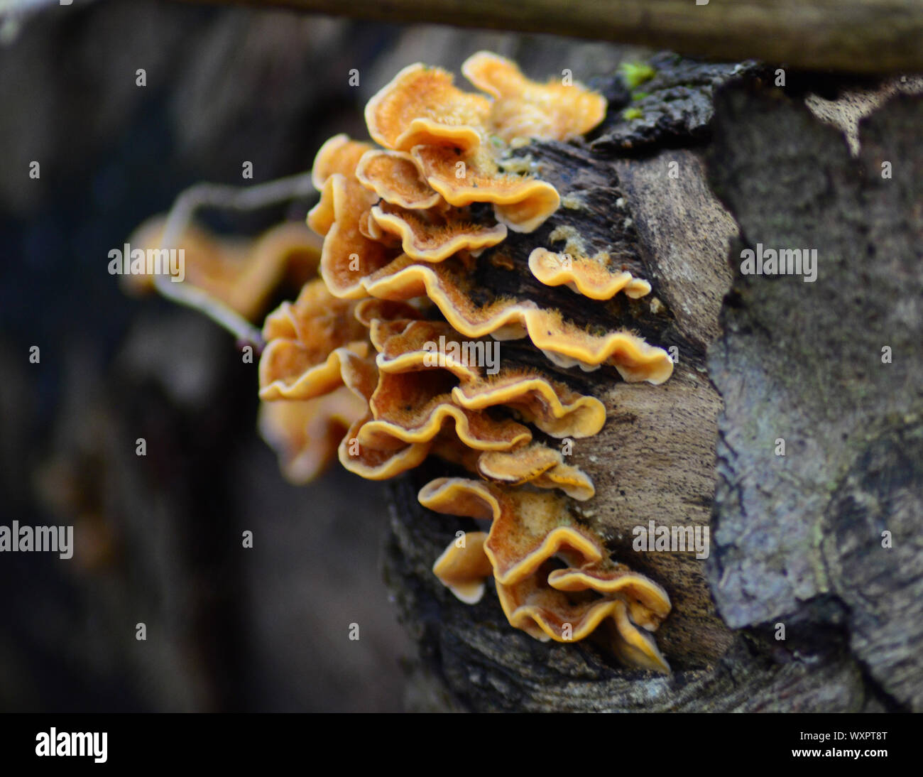 Hairy Curtain Crust fungus Stereum hirsutum on deadwood Stock Photo - Alamy