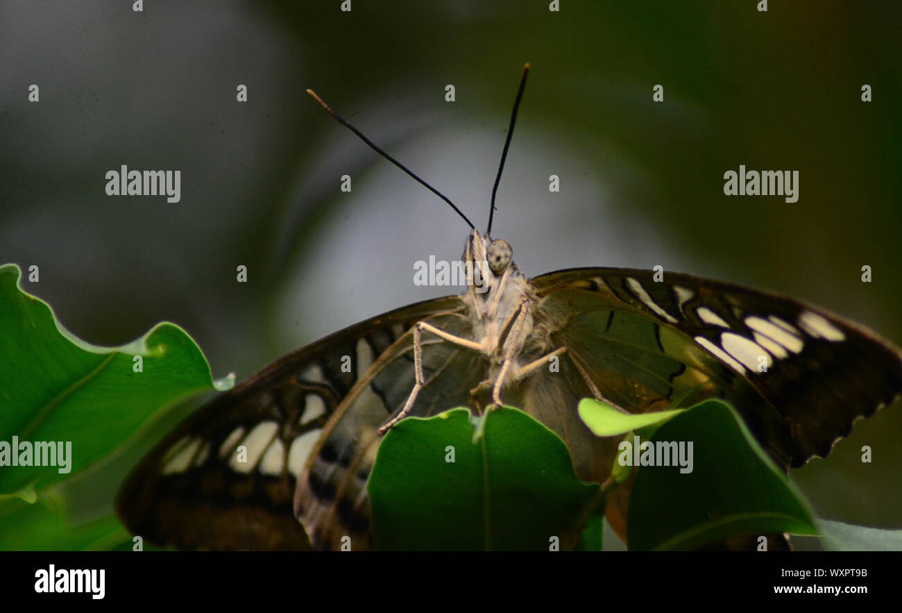 Common Sergeant Athyma perius Butterfly face view and underwings Stock ...