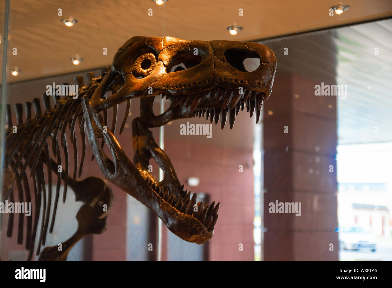 Huge dinosaur bone hi-res stock photography and images - Alamy