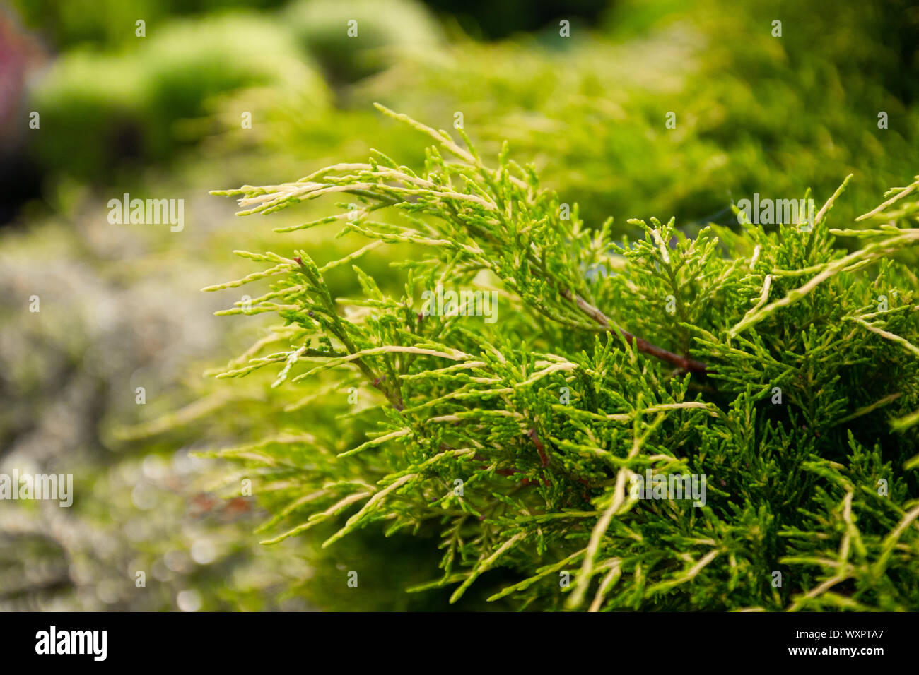 Closeup of beautiful green thuja trees christmas leaves on green ...