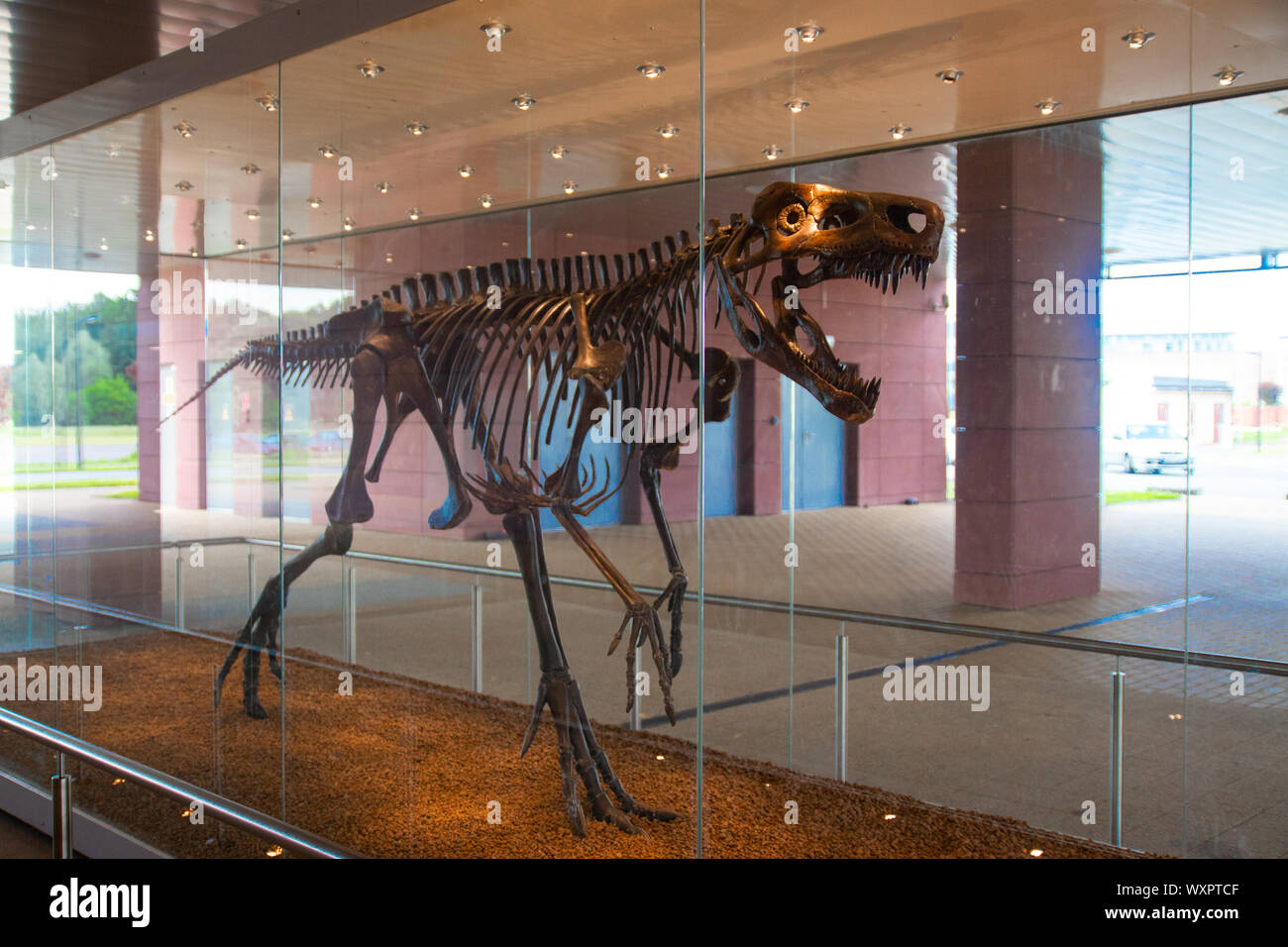 Dinosaur skeleton. Head dinosaur skeleton in museum Stock Photo - Alamy