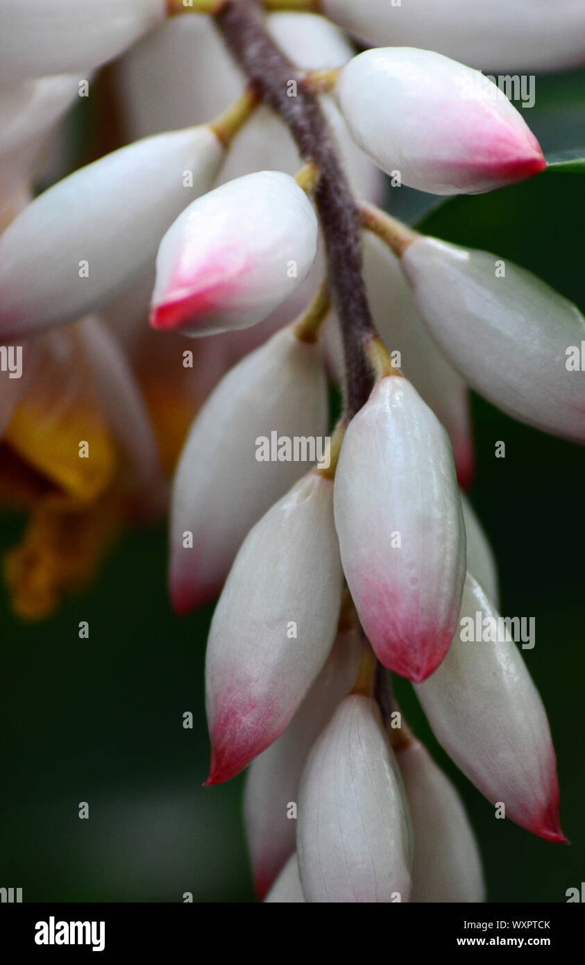 Drooping white and pink flower Alpinia Zerumbet Stock Photo - Alamy