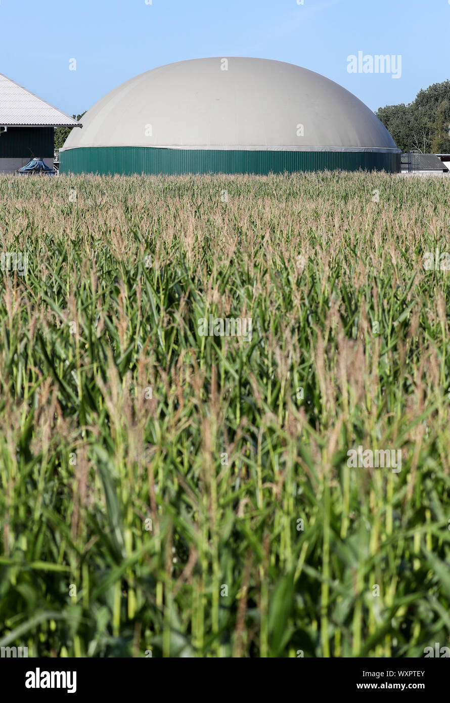 Maize field biogas plant hi-res stock photography and images - Alamy