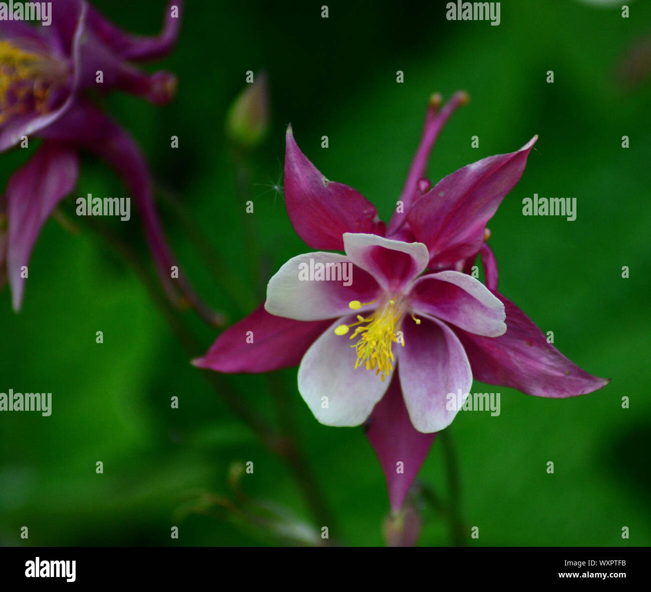 White aquilegia flower hi-res stock photography and images - Alamy