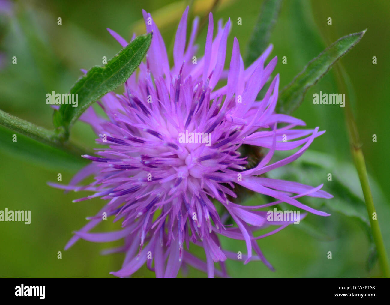 Common Knapweed Centaurea nigra flower Stock Photo - Alamy