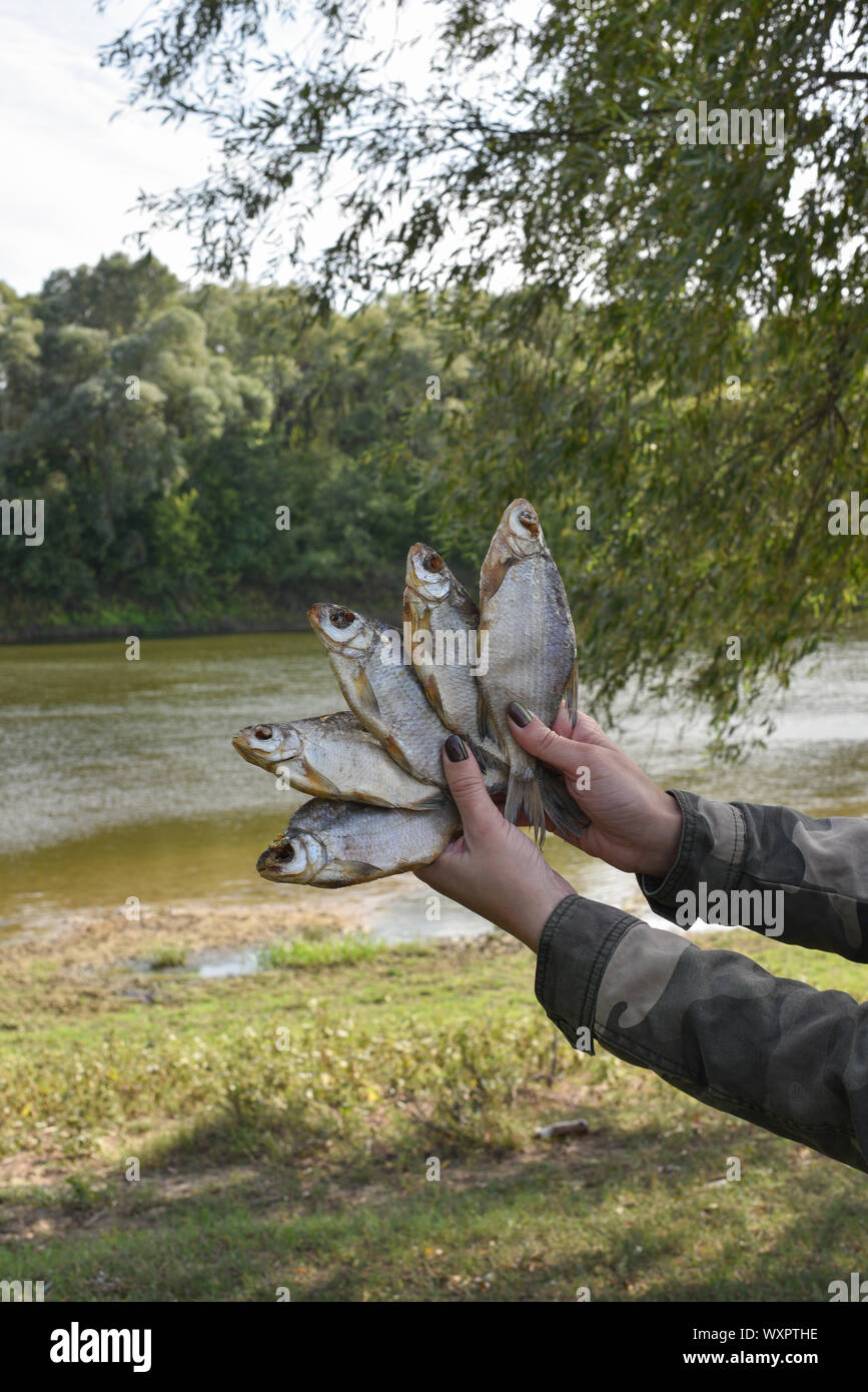 Dried salted fish in the hands of a woman. Dried, dried fish, taranka ...