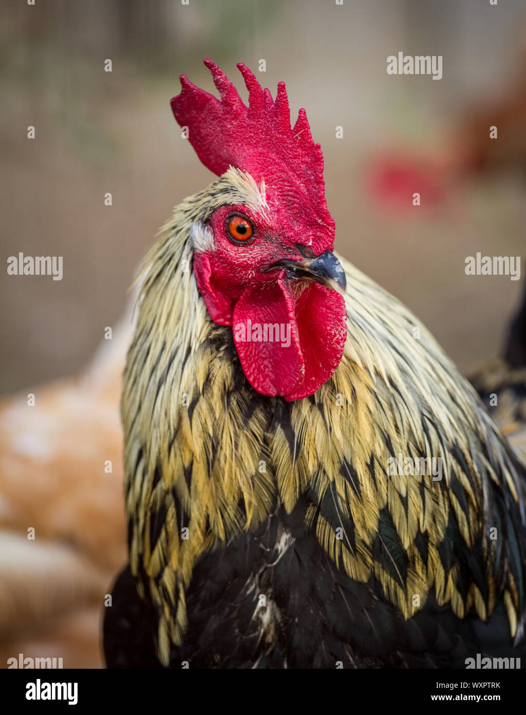 Rooster Photography