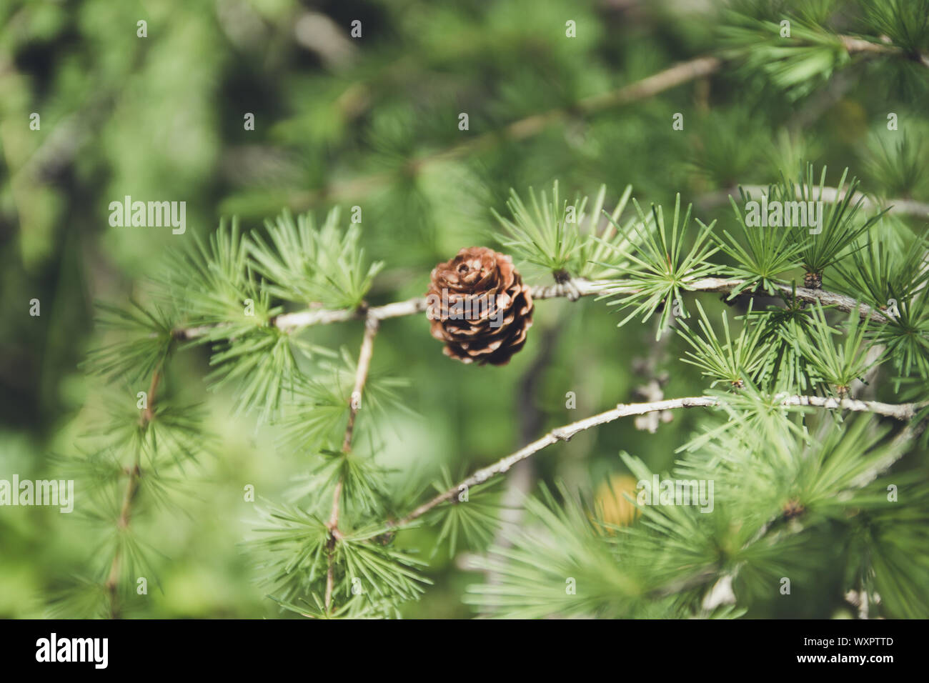 The nature of the planet Lump on a young pine branch on a sunny summer ...