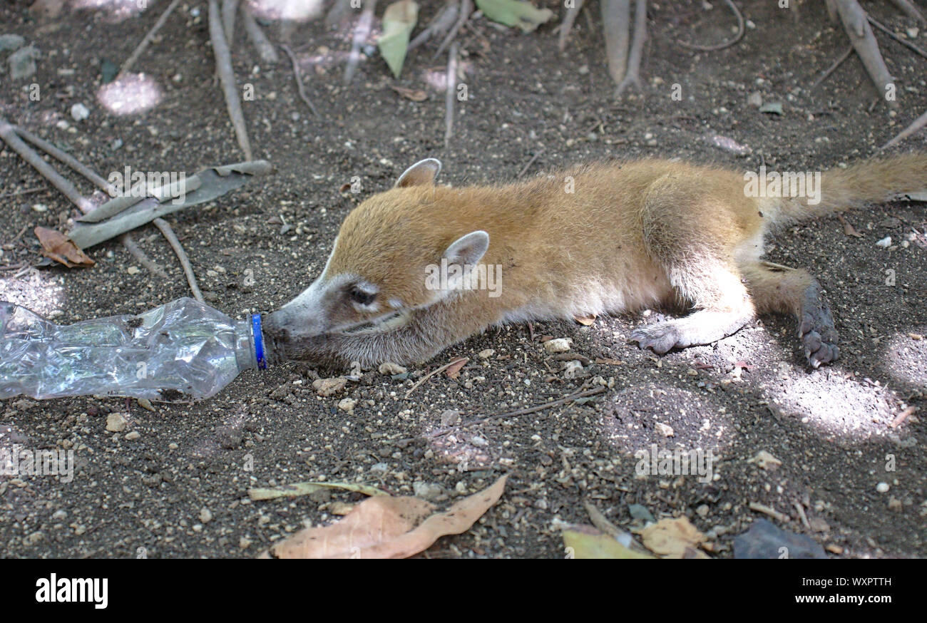 Plastic pollution animal hi-res stock photography and images - Alamy