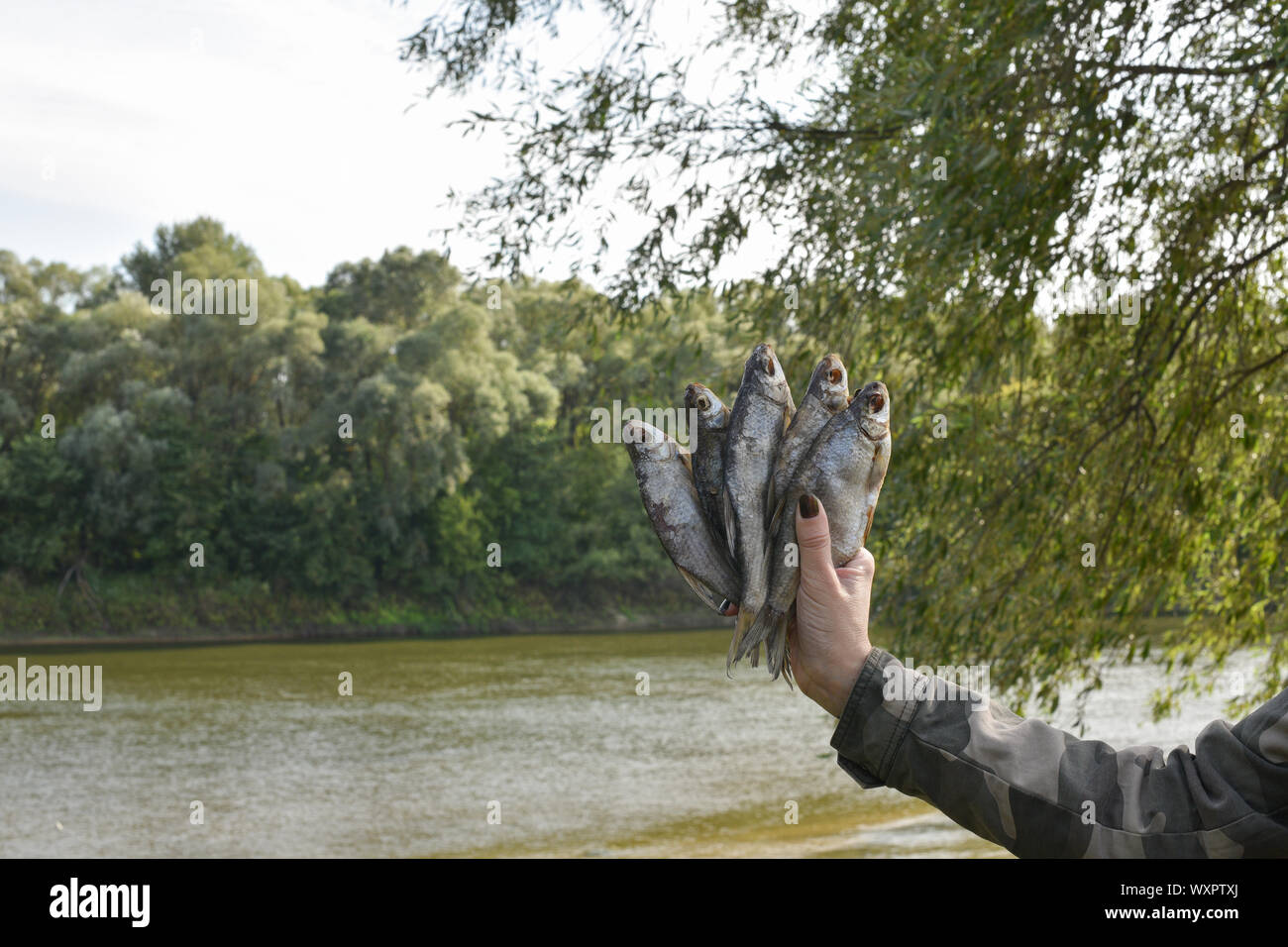 Dried salted fish in the hands of a woman. Dried, dried fish, taranka ...