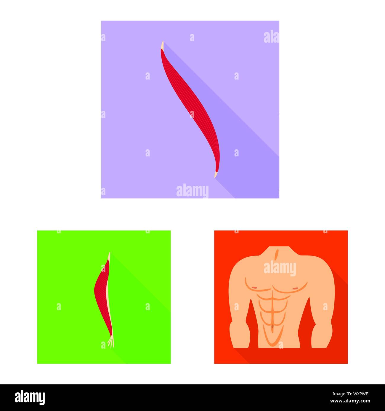 Vector illustration of muscle and cells logo. Collection of muscle and ...
